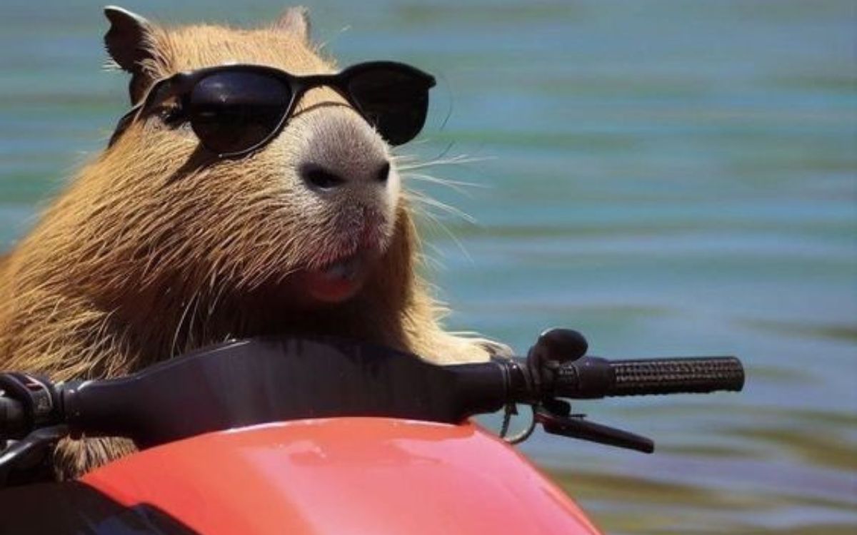 Peluches de Capibaras, así surgió la tendencia en TikTok